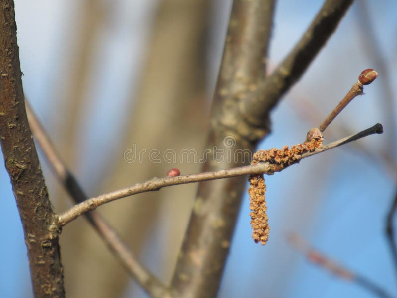 Winter time background stock image. Image of bird, thorns - 341746761