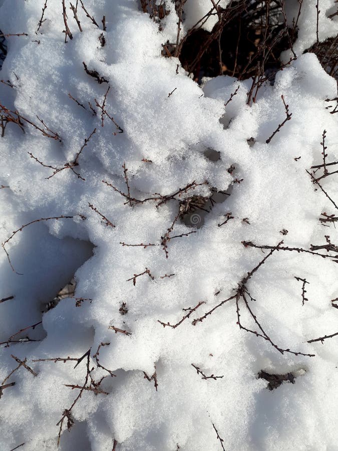 Winter Time. Branches of a Bush Sticking Out through the Snow. Snow Cap ...