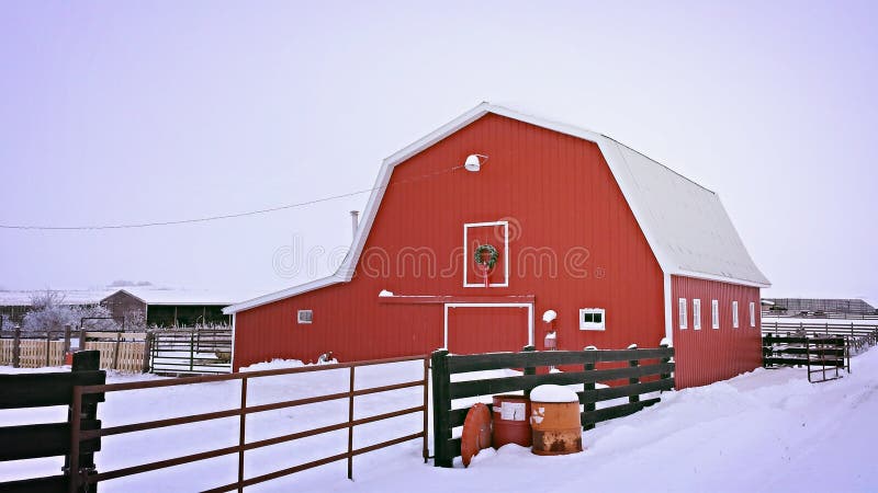 5,398 Farm Animals Red Meat Stock Photos - Free & Royalty-Free Stock ...