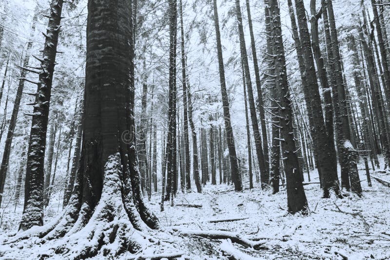 Winter Time Inside the Forest on a Foggy Day Stock Photo - Image of ...