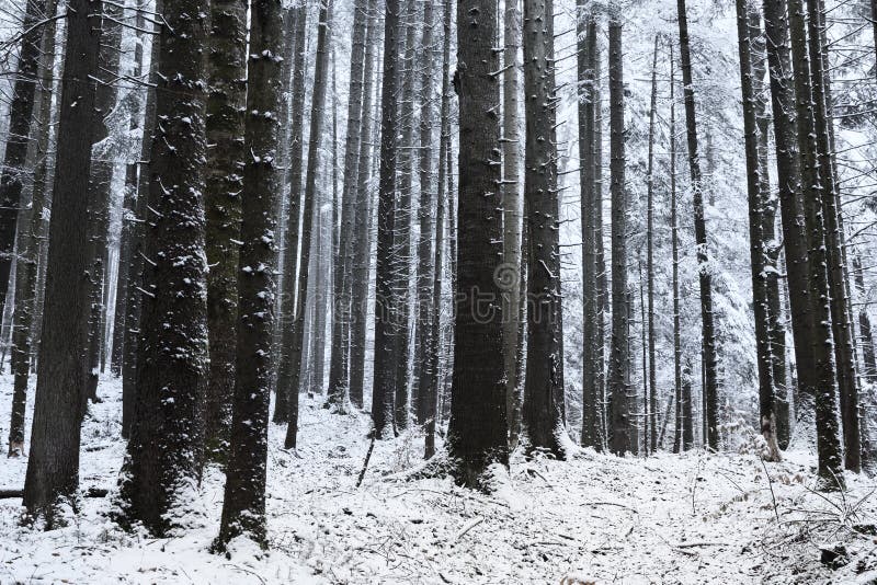 Winter Time Inside the Forest on a Misty Day Stock Photo - Image of ...