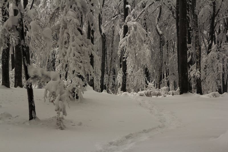 Winter Time Inside the Forest on a Misty Day Stock Image - Image of ...