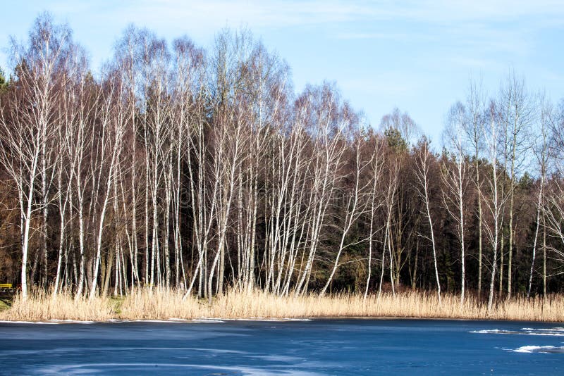 Winter Time Landscape Lake and Birch Trees, Poland Stock Photo - Image ...