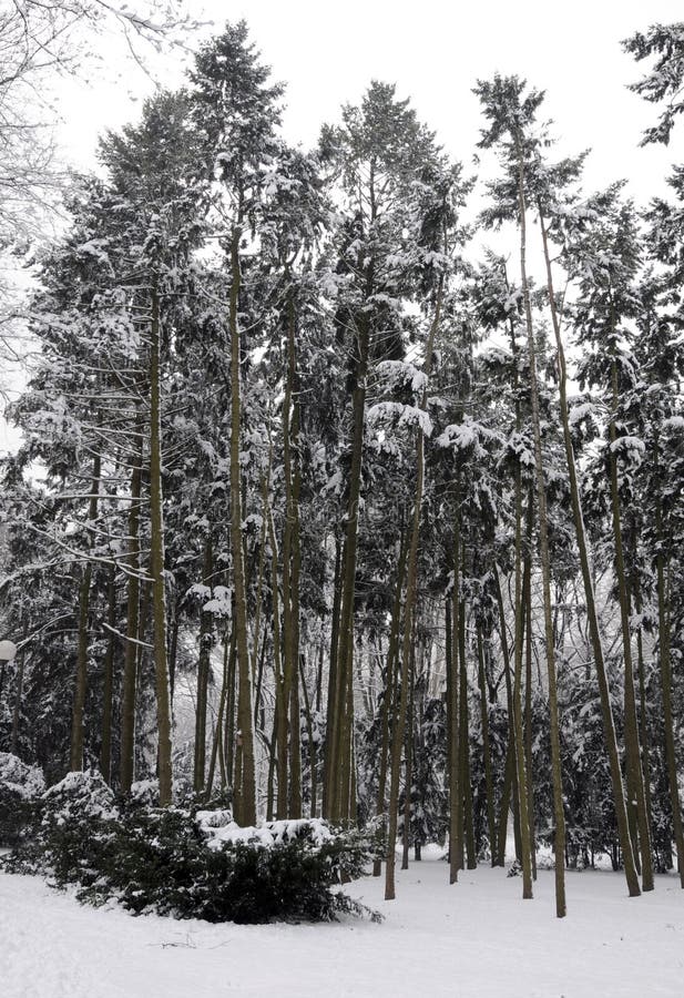 Winter time stock image. Image of tree, pinetrees, polonia - 39813585