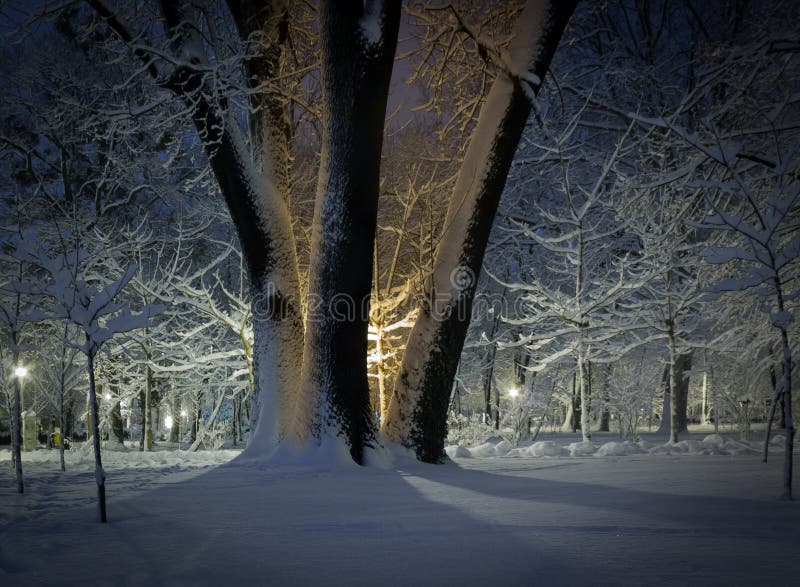 Winter Time Trees in a Park at Night Stock Image - Image of night ...