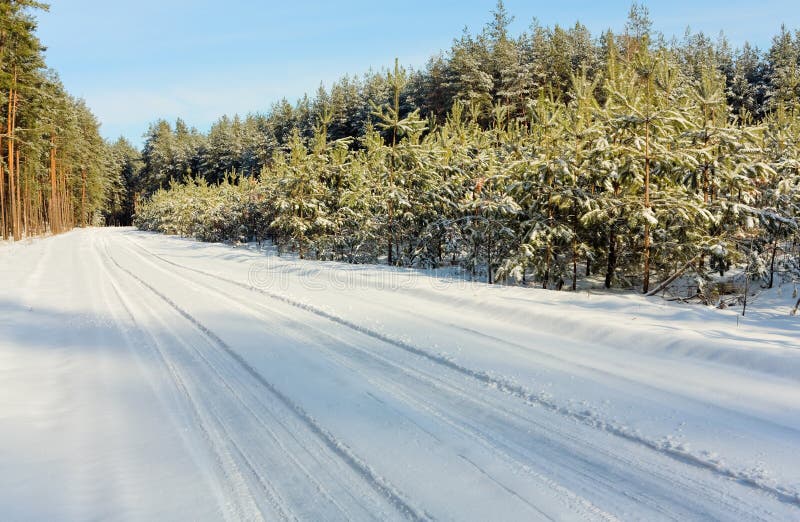 Winter track stock photo. Image of forest, sunny, landscape - 12804996