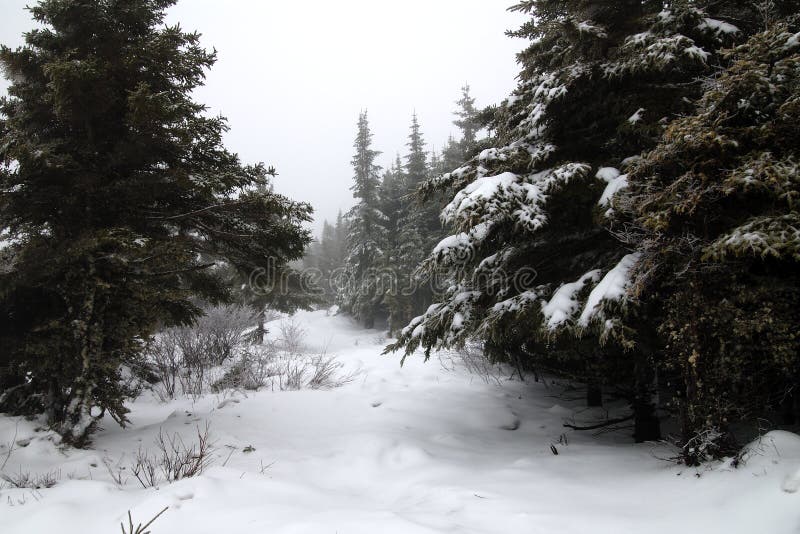 Winter Trail stock photo. Image of fence, winter, trees - 1414302