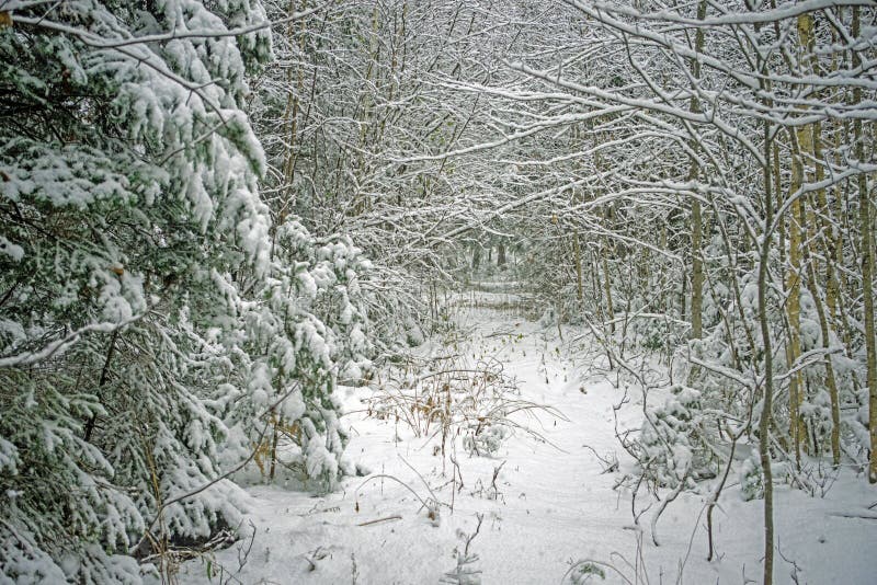 Winter Trail through a Wooded Area Stock Photo - Image of scenery ...