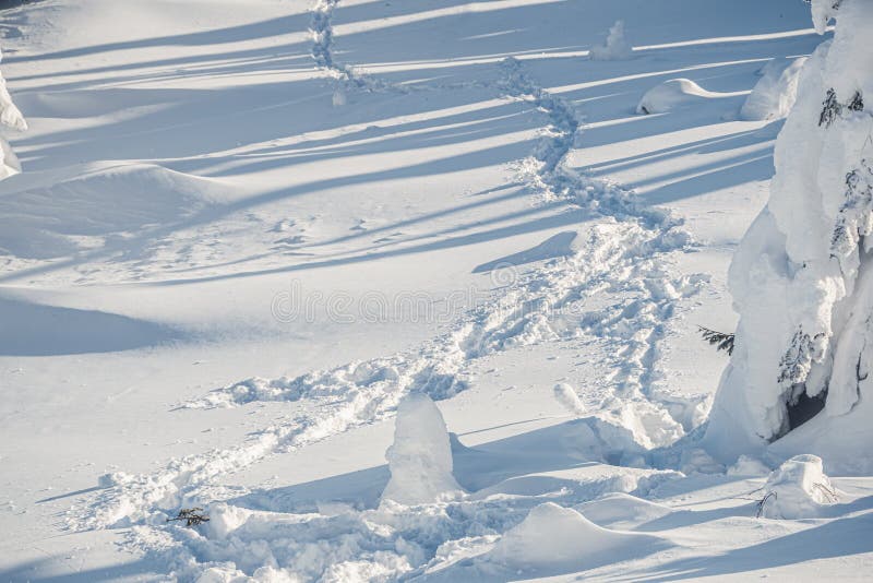 Winter Trail in Snow among Deep Snowdrifts Stock Image - Image of fresh ...