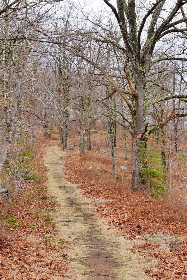 Winter Trail stock image. Image of brown, forest, hiking - 58405075