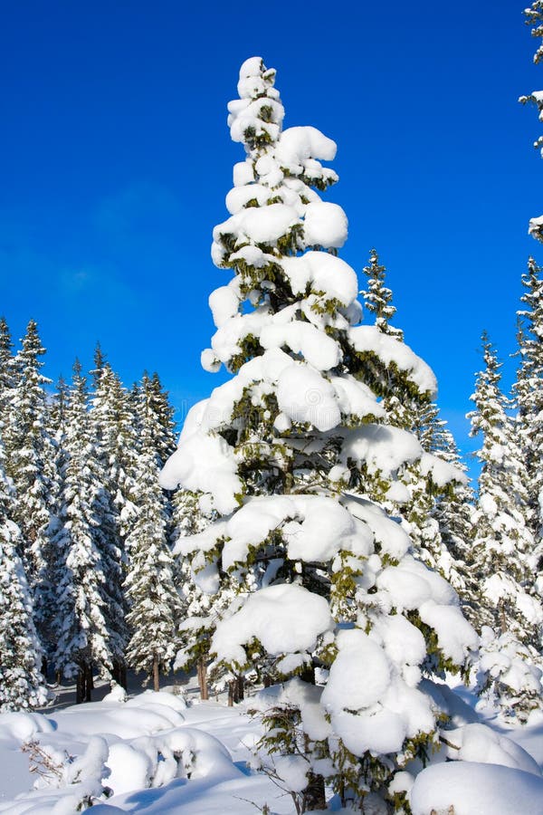 Winter tree stock photo. Image of seasonal, season, christmas - 11001380