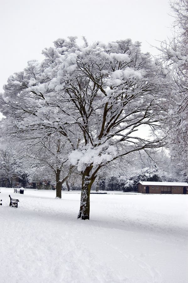 Winter Tree stock photo. Image of winter, parkland, tree - 12491056