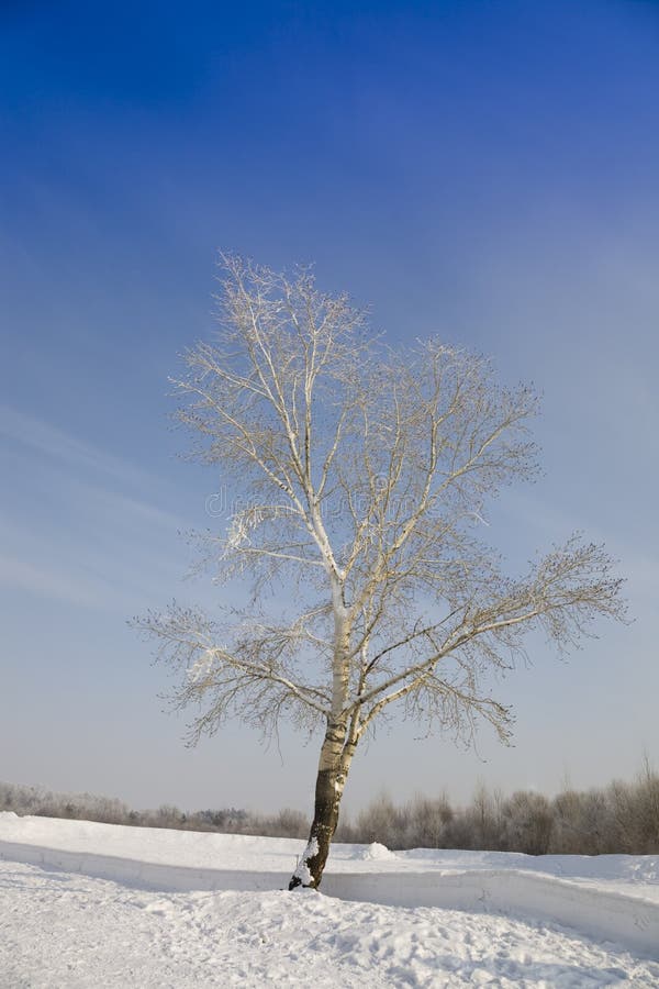 Winter tree stock photo. Image of single, december, frozen - 12692148
