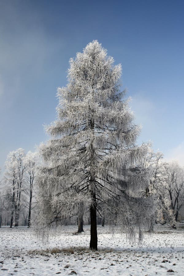 Winter Tree stock image. Image of plant, natural, blue - 12996583