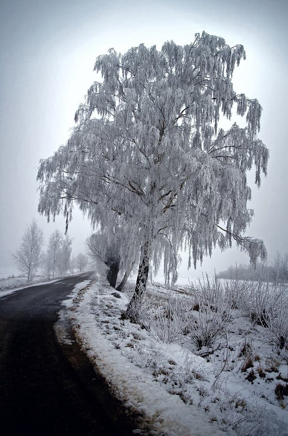 Winter tree stock photo. Image of winter, alone, nature - 1339716