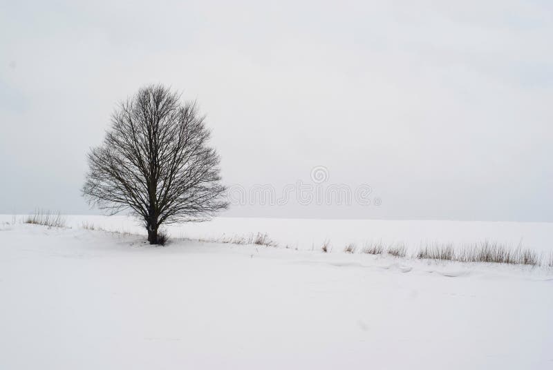 Single oak tree in winter, stock image. Image of frost - 23901669