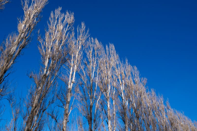 Winter Day Poplar Trees and Blue Sky Stock Photo - Image of beauty ...