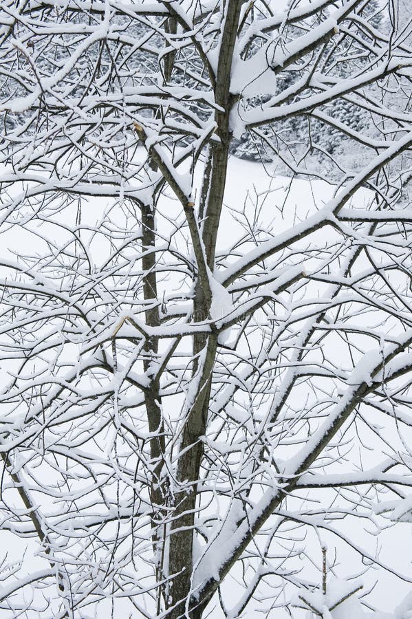 Winter Tree stock image. Image of wintry, weather, landscape - 22131213
