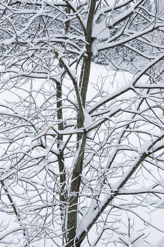 Winter Tree stock image. Image of wintry, weather, landscape - 22131213