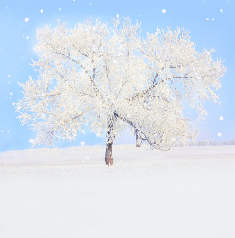 Winter tree stock photo. Image of snowfall, christmas - 27906066