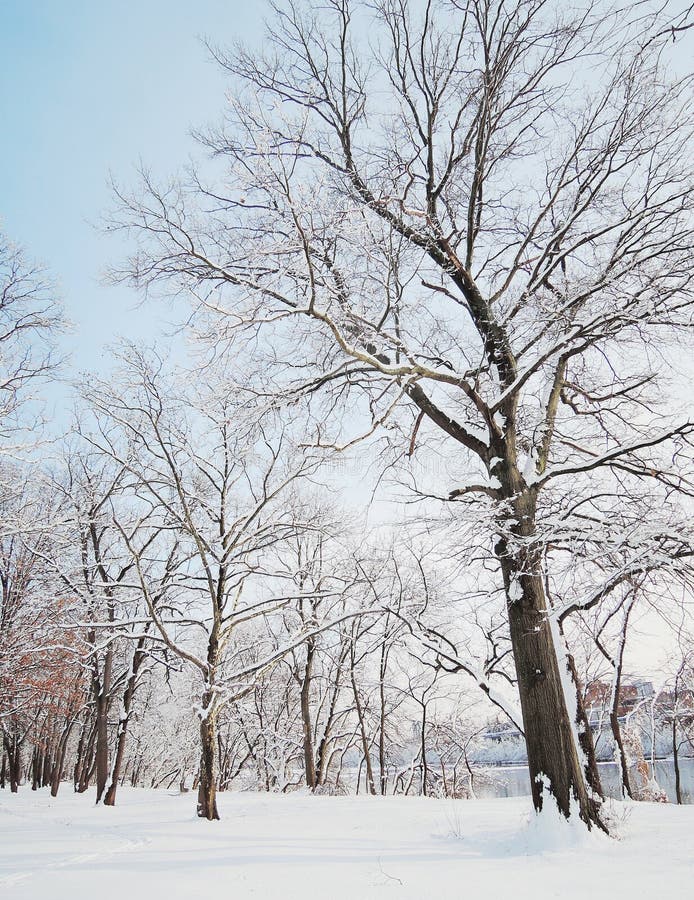 Winter tree stock image. Image of tree, garden, blue - 38361299