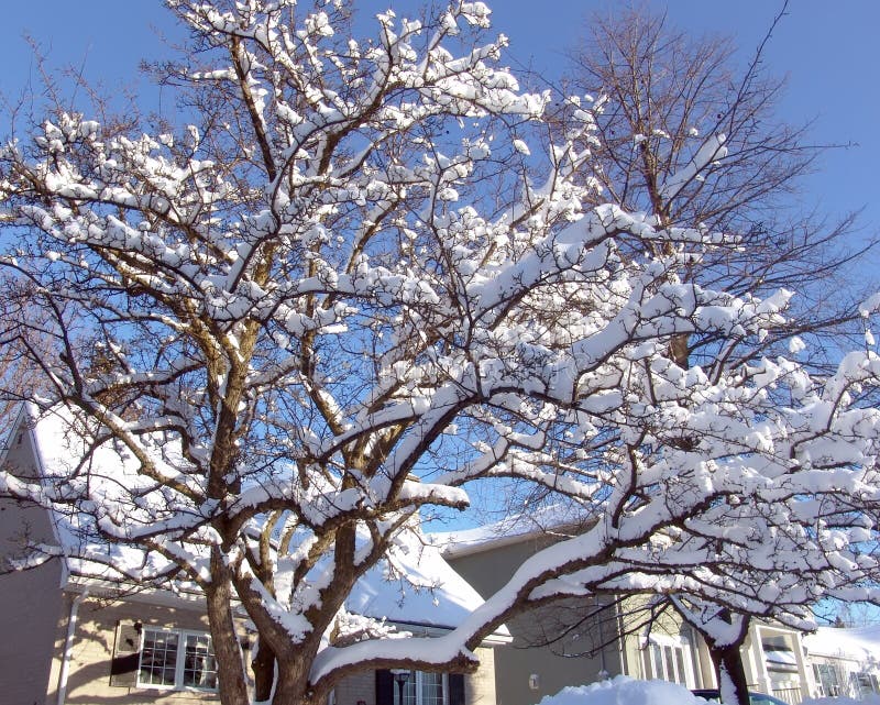 Winter tree stock image. Image of nature, january, weather - 7328327