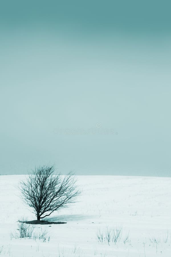 Single oak tree in winter, stock image. Image of frost - 23901669