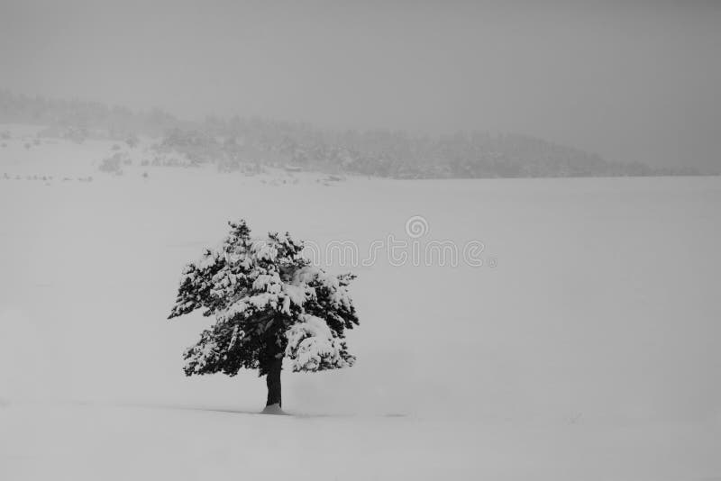 Winter tree stock photo. Image of single, scenery, branch - 85119518