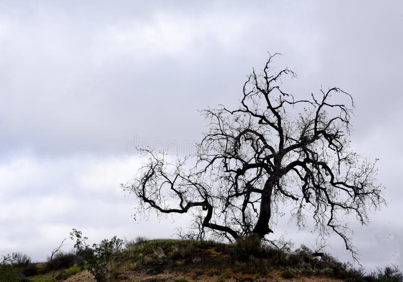 218 Bare Mound Stock Photos - Free & Royalty-Free Stock Photos from ...