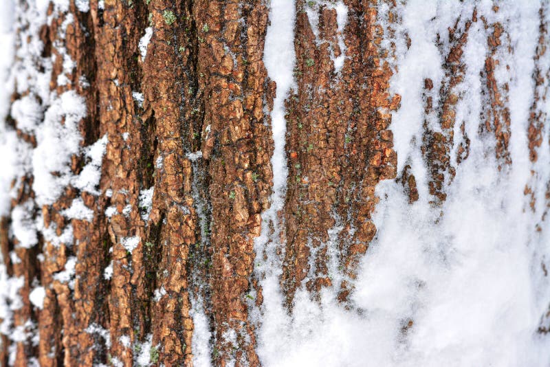 Winter Tree Bark Texture stock image. Image of tree, snow - 48426125