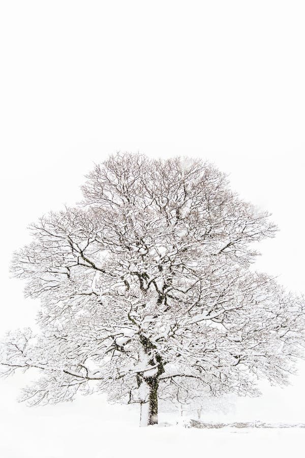 Winter Tree stock image. Image of beautiful, whitr, frost - 77264891