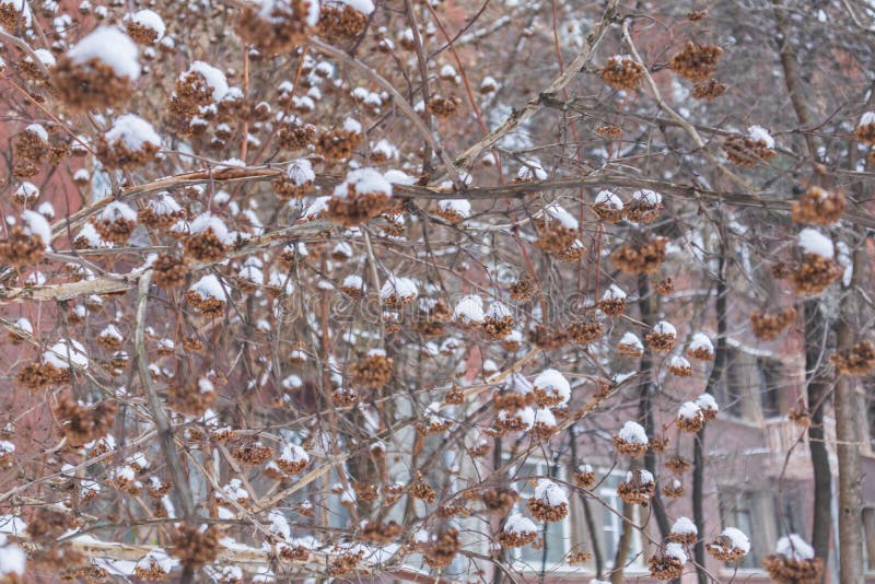 Winter Tree Beautiful in the Snow Yard Exterior Stock Photo - Image of ...