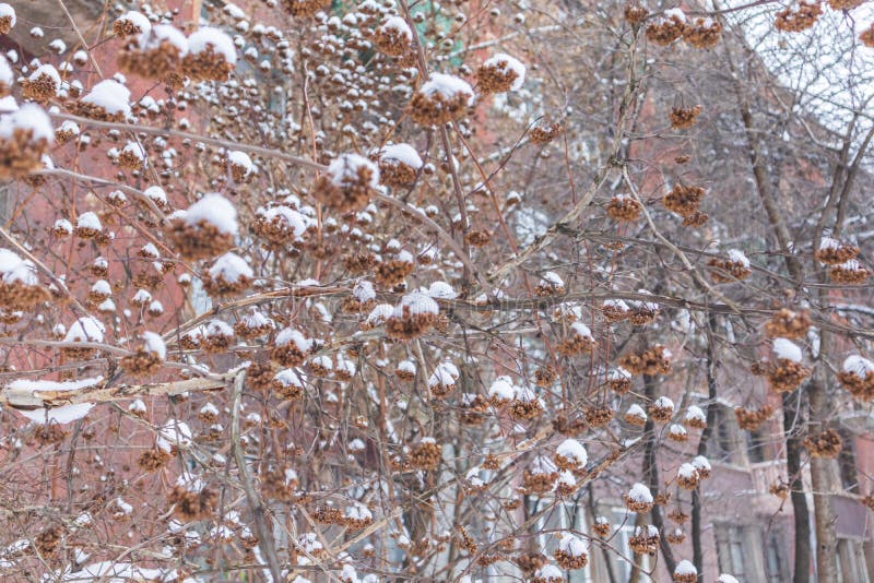 Winter Tree Beautiful in the Snow Yard Exterior Stock Photo - Image of ...