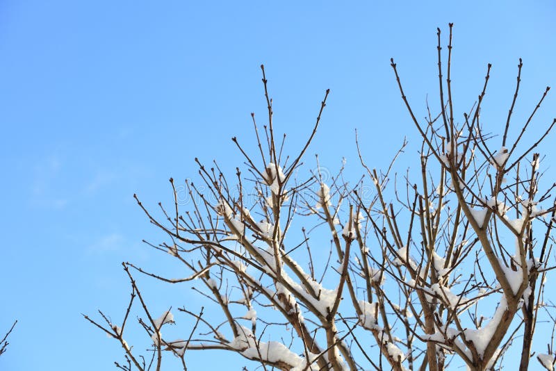Winter Tree Branch Under Snow on Blue Sky Stock Photo - Image of dark ...