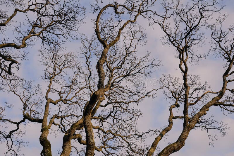 Maple Tree in Winter stock photo. Image of large, branches - 23340946