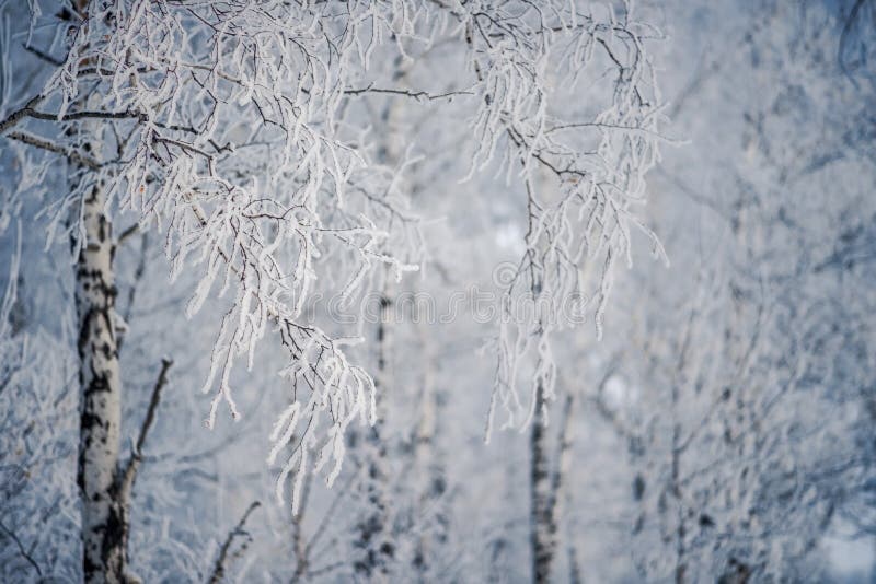 Winter Tree Branches Covered with Frost Moisture in Cold Weather Winter ...