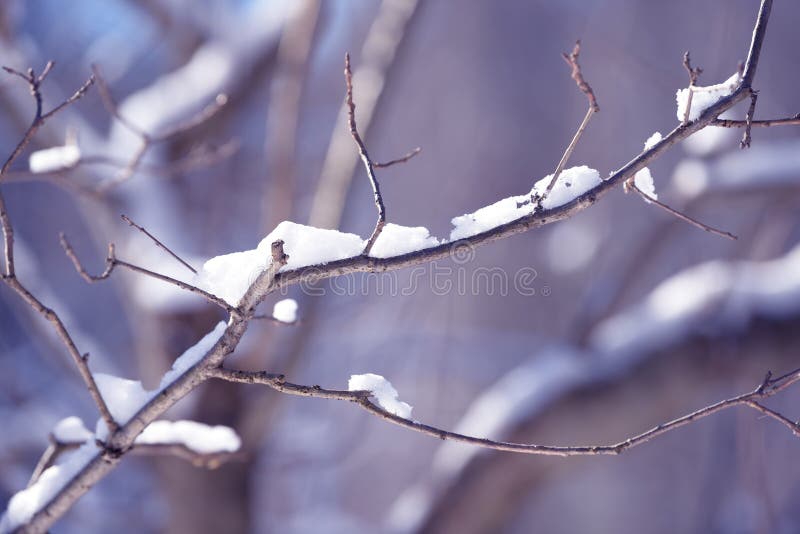 Winter Tree Branches Covered with Snow. Frozen Tree Branch in Winter ...