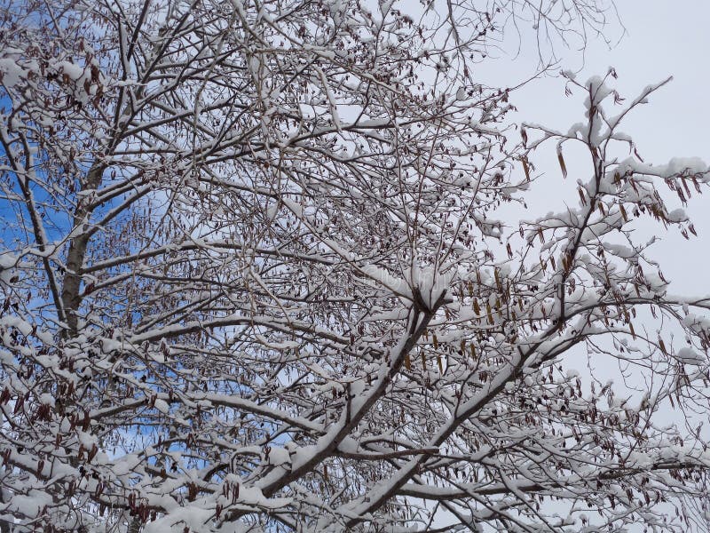 Winter Tree Branches Covered with Snow Stock Image - Image of winter ...