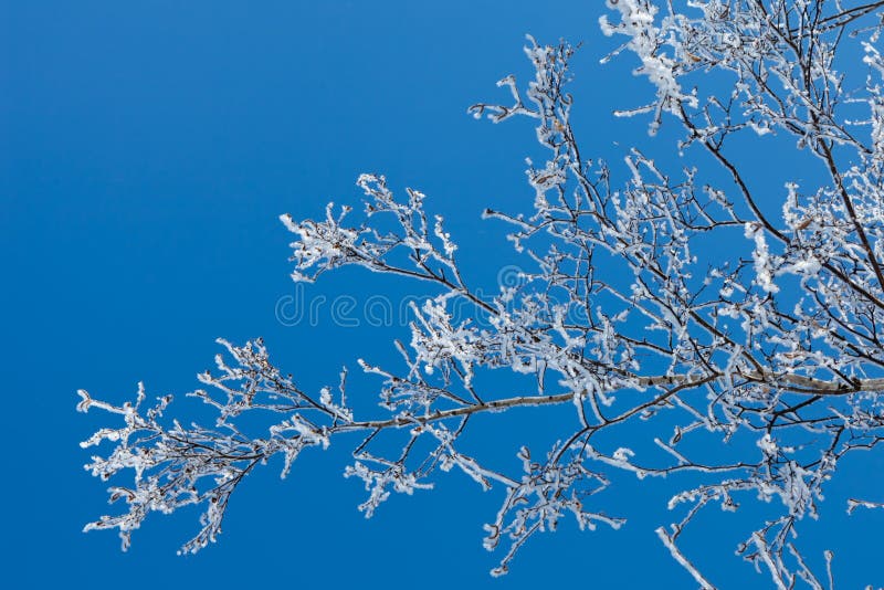 Winter Tree Branches Horizontal Stock Photo - Image of january, bare ...