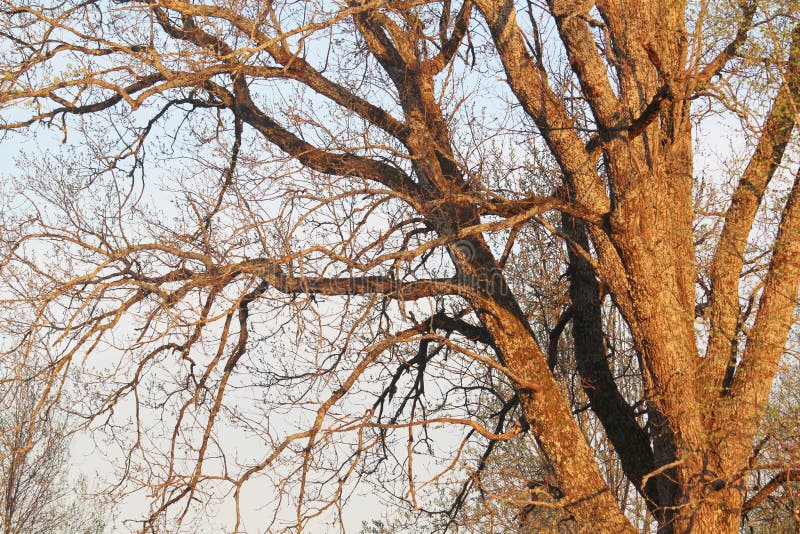 Winter Tree Branches at Sunset Light Stock Image - Image of sunset ...