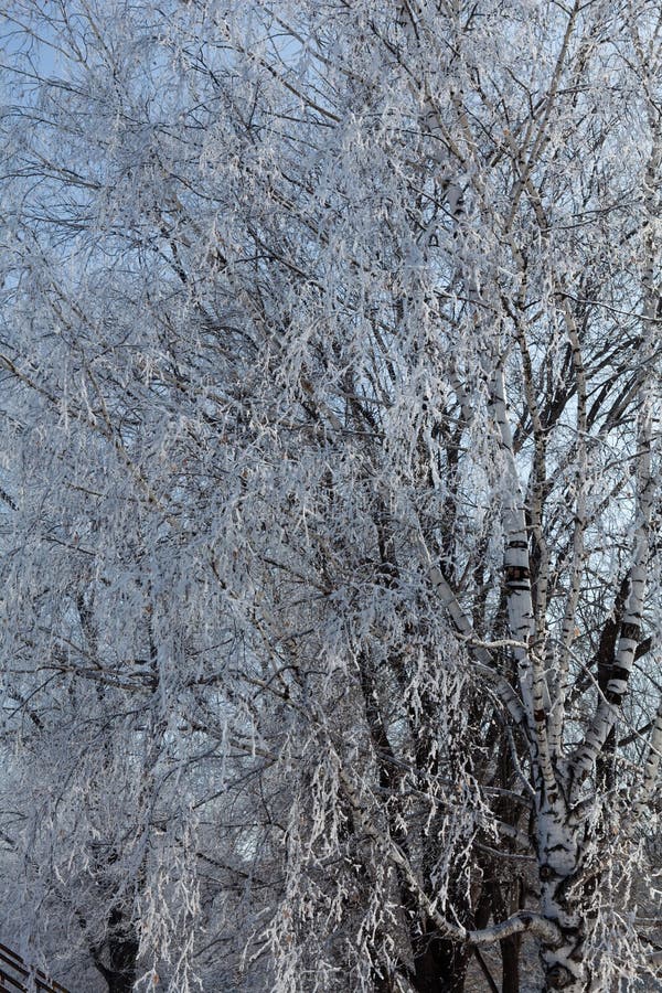 Winter Tree Branches Vertical Stock Photo - Image of polar, blue: 59337792