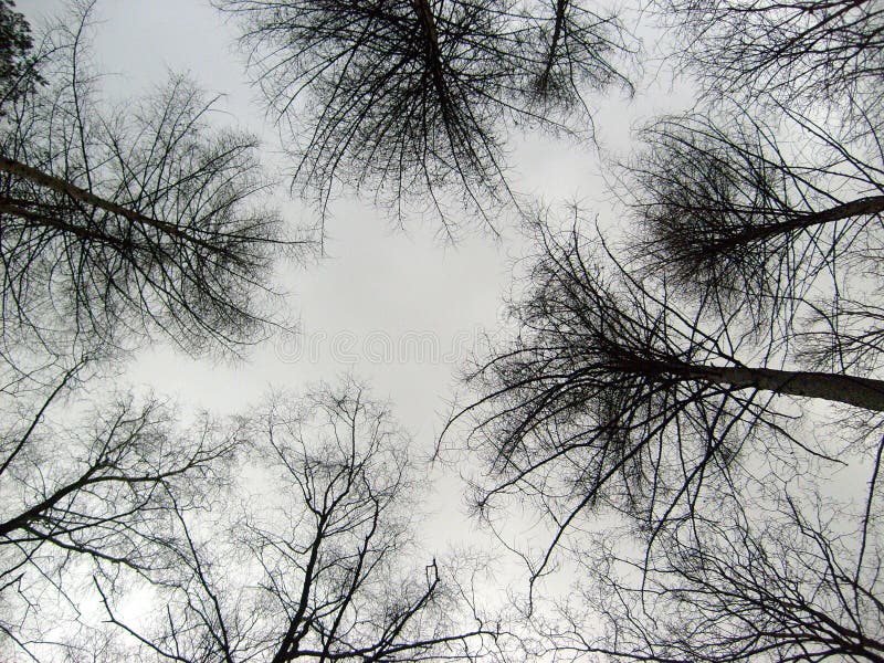 Winter tree canopy stock image. Image of deciduous, grey - 123531439