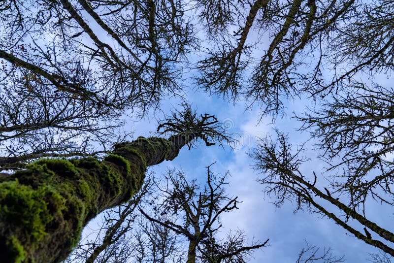 Winter Tree Canopy in Oregon Forest Stock Image - Image of rain ...