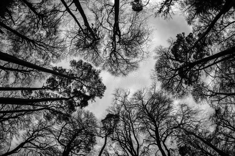 Winter tree canopy stock photo. Image of brian, people - 270927410