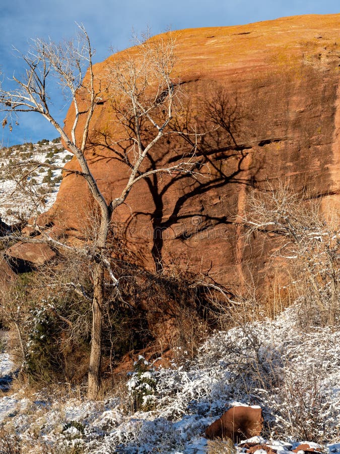 Winter Tree Casts Shadow on Rock Cliff Colorado Stock Image - Image of ...