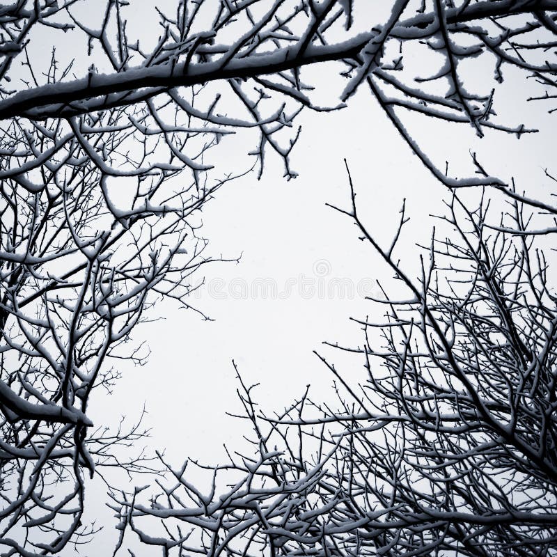 Winter Tree Conceptual Photo Stock Photo - Image of forest, nature ...