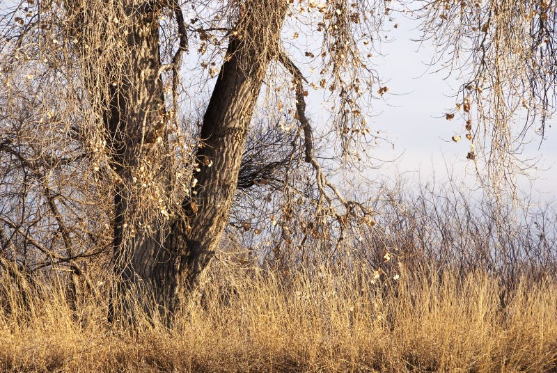 Winter Tree Detail in Golden Colors Stock Photo - Image of tree ...