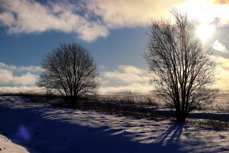 Winter tree in field stock photo. Image of black, frozen - 64579410