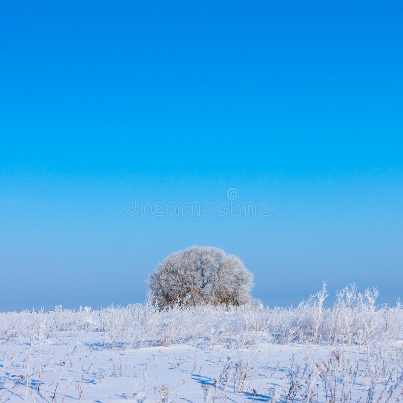 Winter Tree in a Field with Blue Sky Stock Image - Image of weather ...