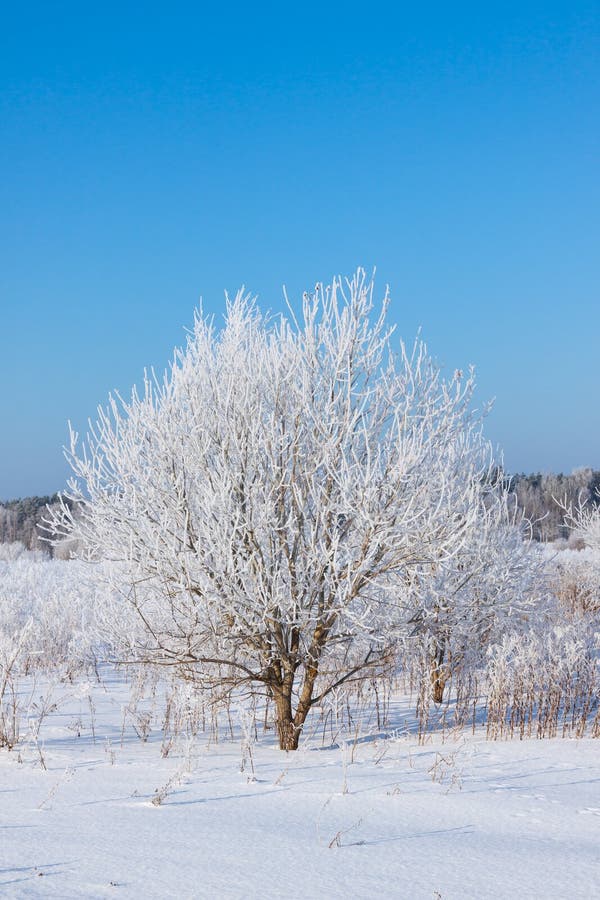 Winter Tree in a Field with Blue Sky Stock Photo - Image of weather ...
